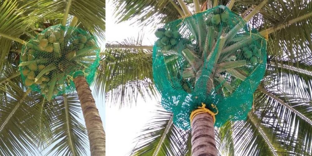 Coconut Tree Protection Nets in Pune | Call Vijay 7205639792