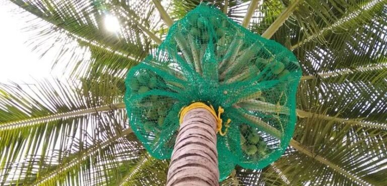 Coconut Tree Safety Nets Fixing in KR Puram Call 7205639792